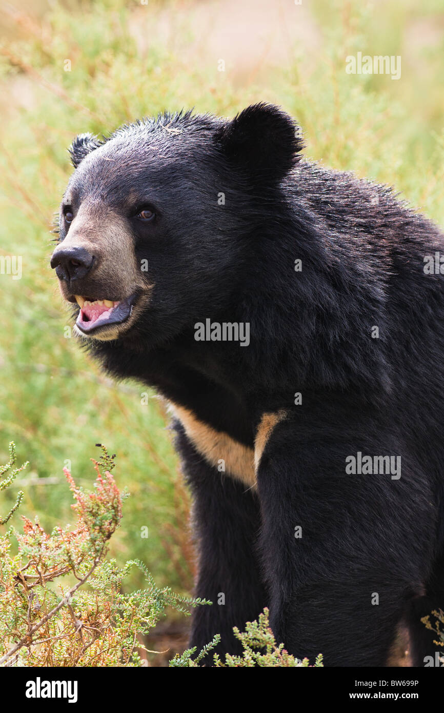Asian black bear hi-res stock photography and images - Alamy