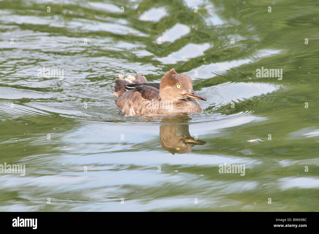 One single duck hi-res stock photography and images - Alamy