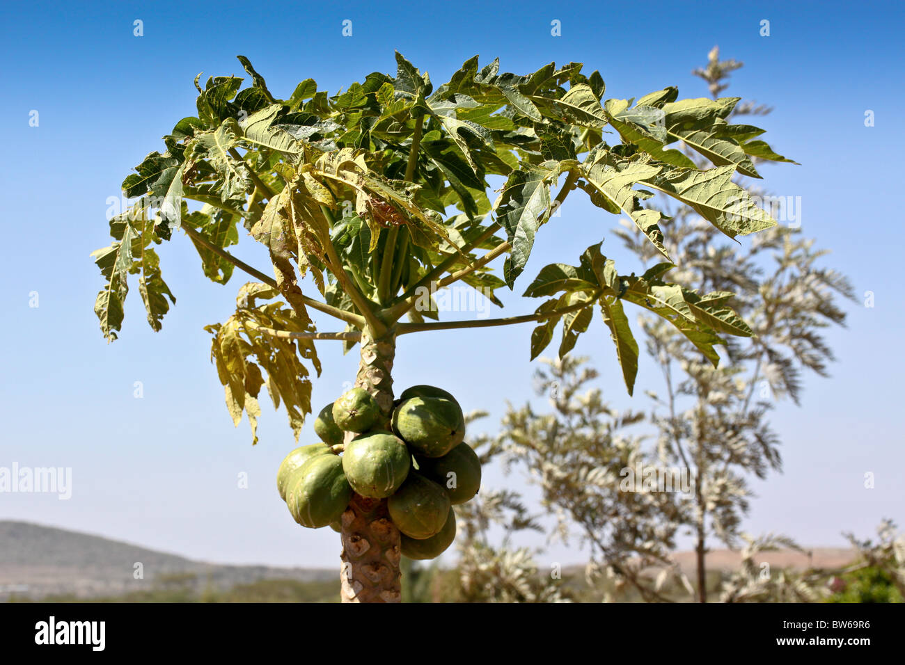 Young palm tree hi-res stock photography and images - Alamy