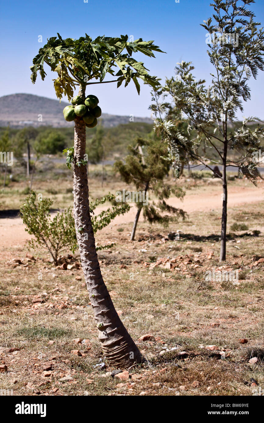Young Palm Tree, Kenya Stock Photo - Alamy