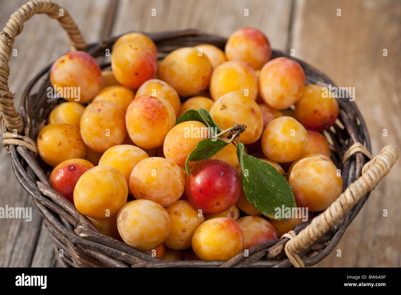 Tiny Yellow Ontario Plums