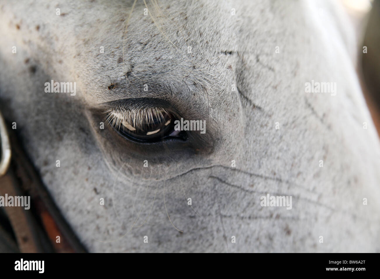Gray white horse hi-res stock photography and images - Alamy