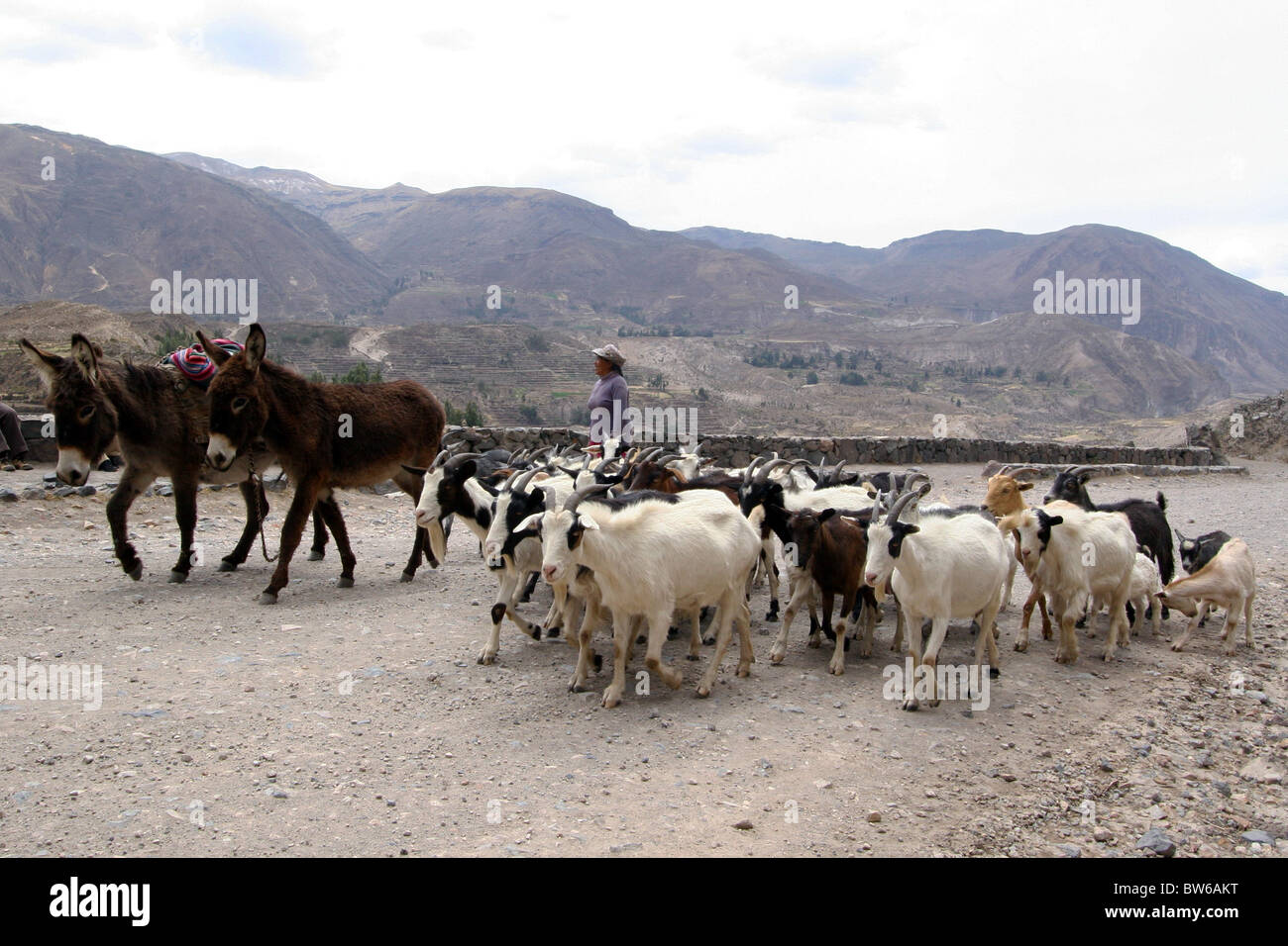 A Woman herding goats at Colca Canyon near Arequipa, Peru, South ...