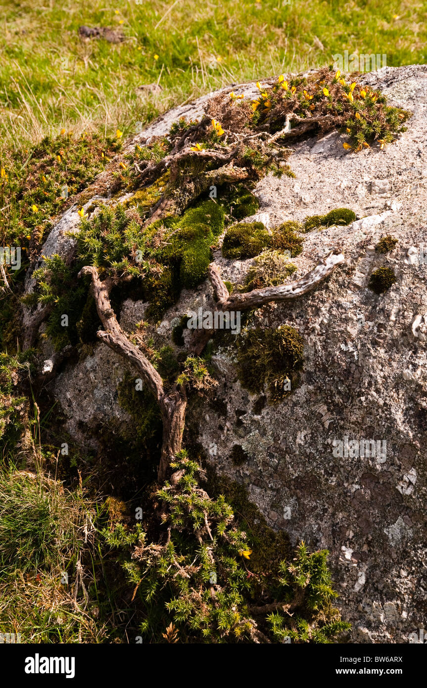 Tree growing around rock hi-res stock photography and images - Alamy