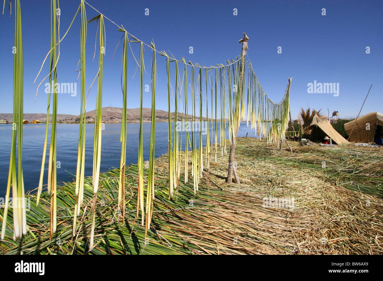 Drying Totora reeds, Uros Islands, the floating islands in Lake ...
