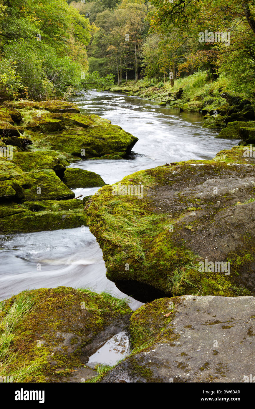 The River Wharfe in spate cascades through the Strid at Bolton Abbey ...