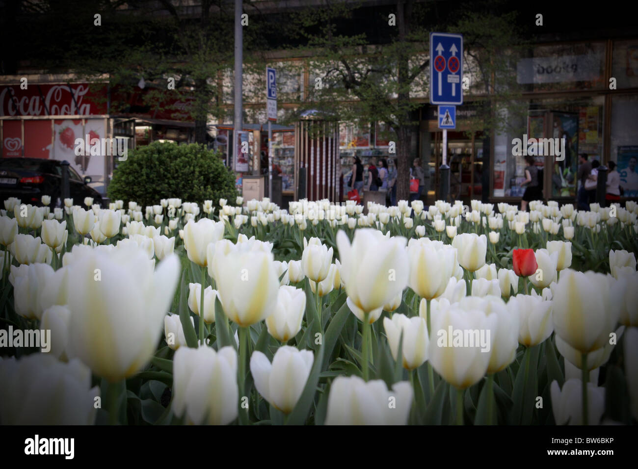 White red tulip prague hi-res stock photography and images - Alamy