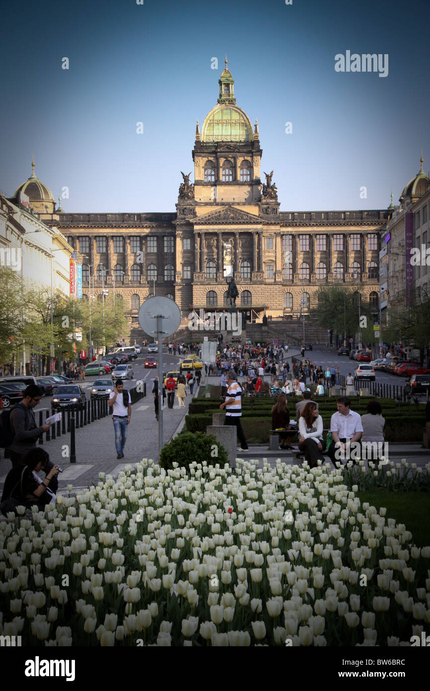 White red tulip prague hi-res stock photography and images - Alamy