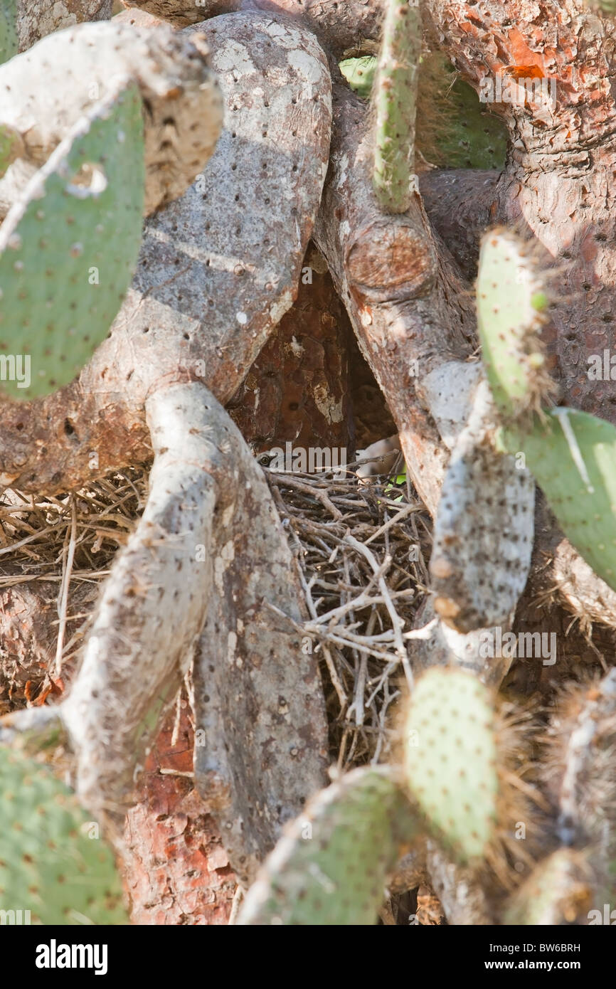 Galapagos Mockingbird (Mimus parvulus bauri) nesting in a Giant Prickly ...