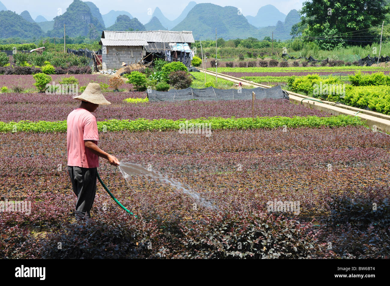 Farmer watering gardens in the Guilin area, southern China Stock Photo ...