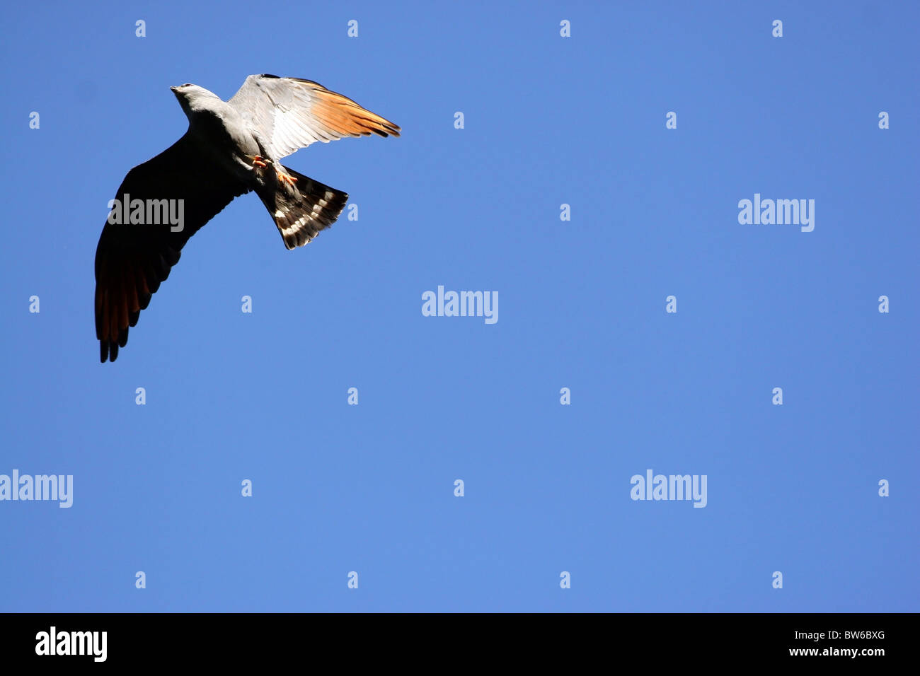 Red kite below hi-res stock photography and images - Alamy
