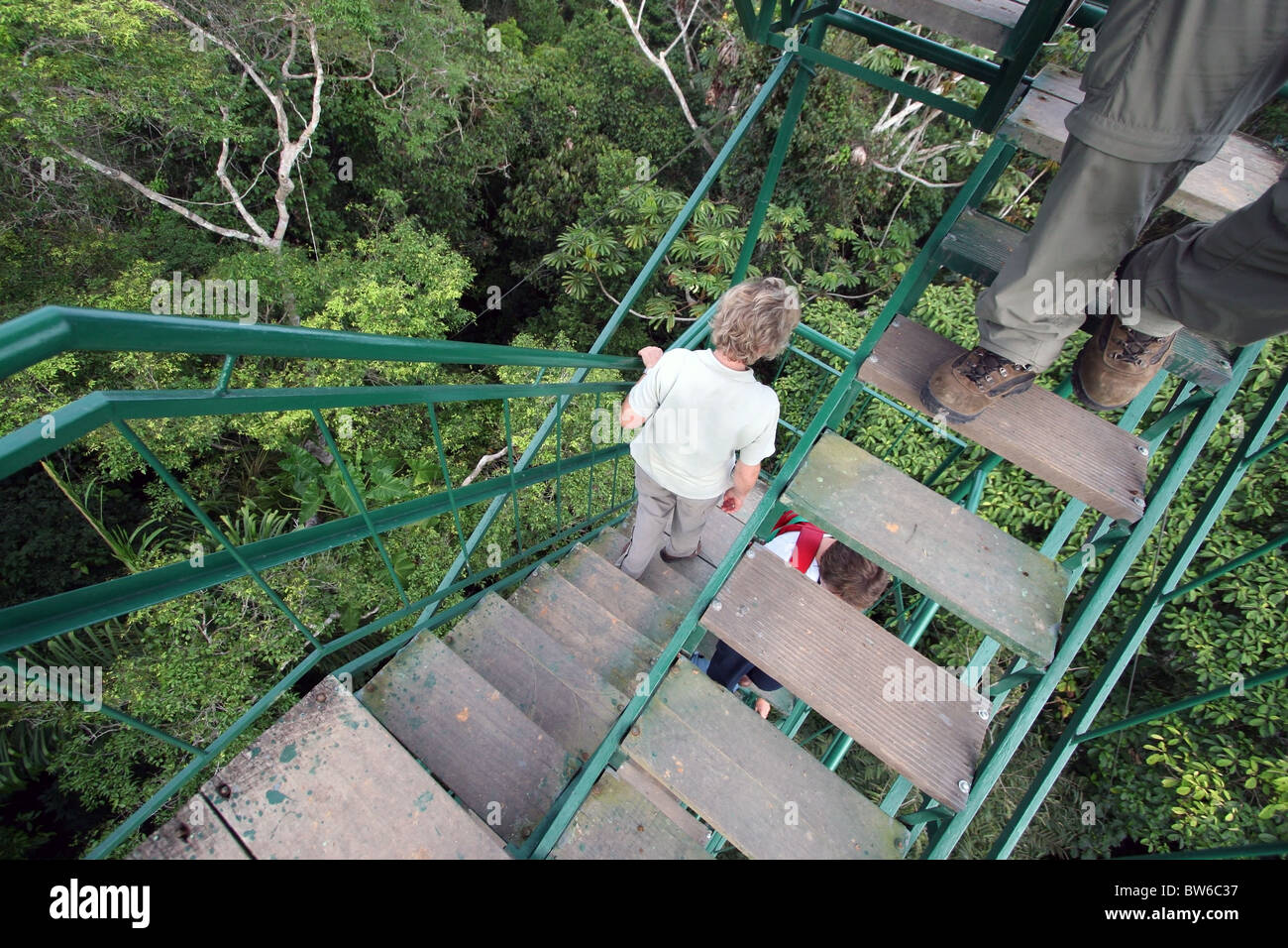 Staircase to a viewing platform above the tree canopy, Tambopata ...