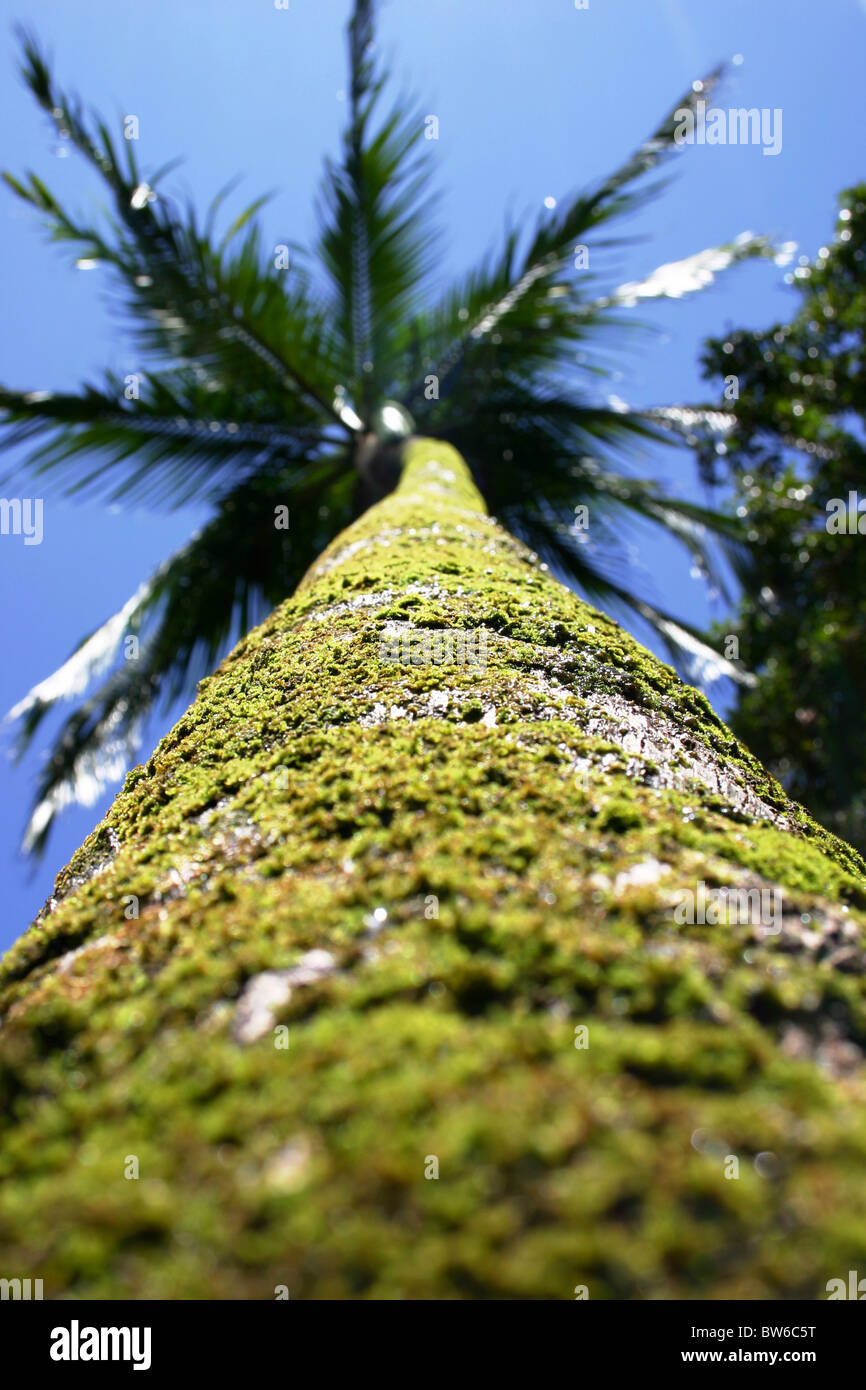 Palm Tree, Mauritius Stock Photo - Alamy