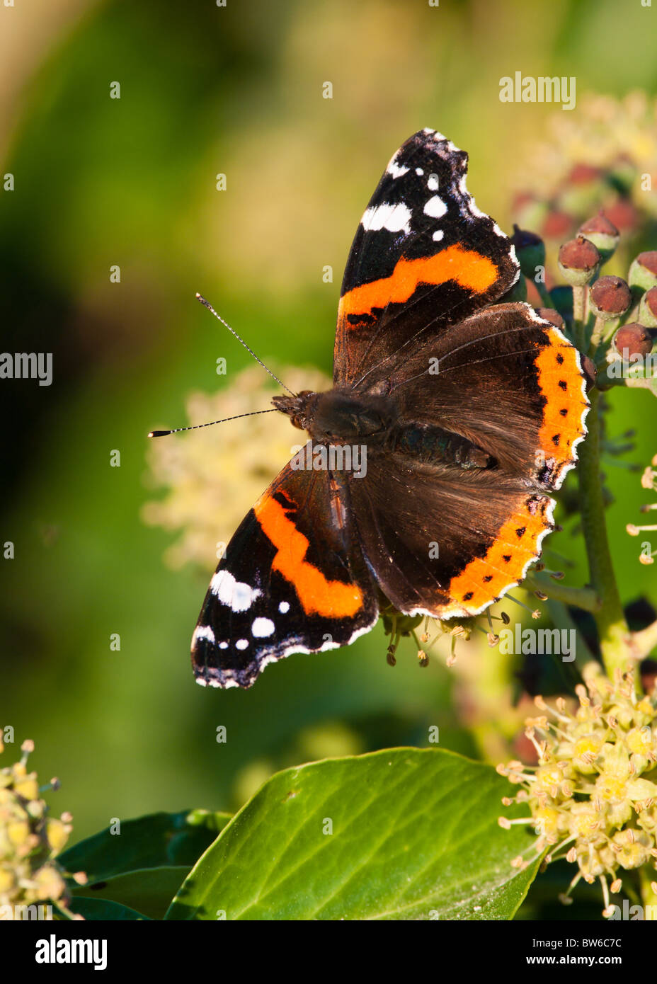 Red Admiral butterfly (Vanessa atalanta Stock Photo - Alamy