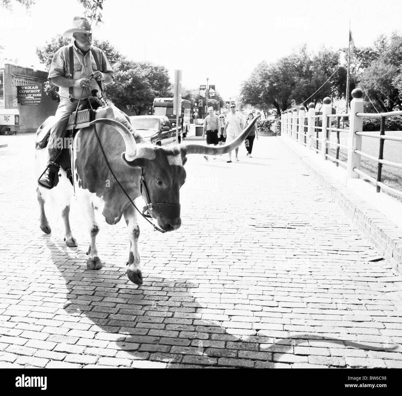 Cow Riding High Resolution Stock Photography and Images - Alamy