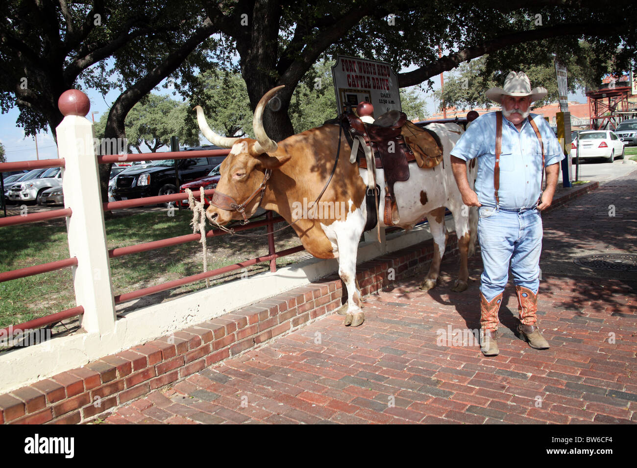 Cowboy with his cow at Stock Yards in Fort Worth Stock Photo - Alamy