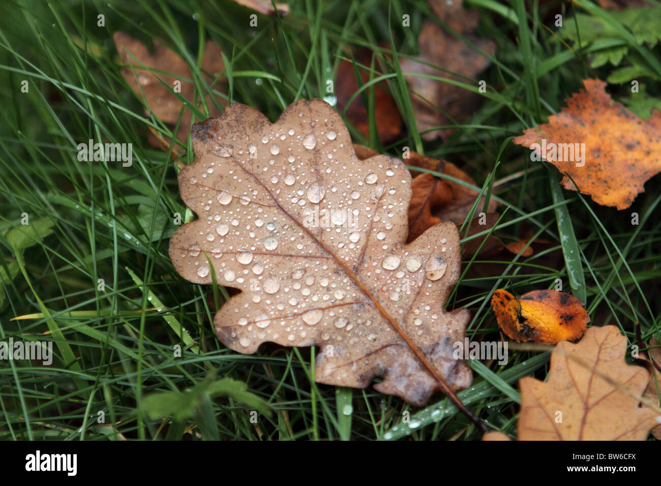 Rotten leaf hi-res stock photography and images - Alamy
