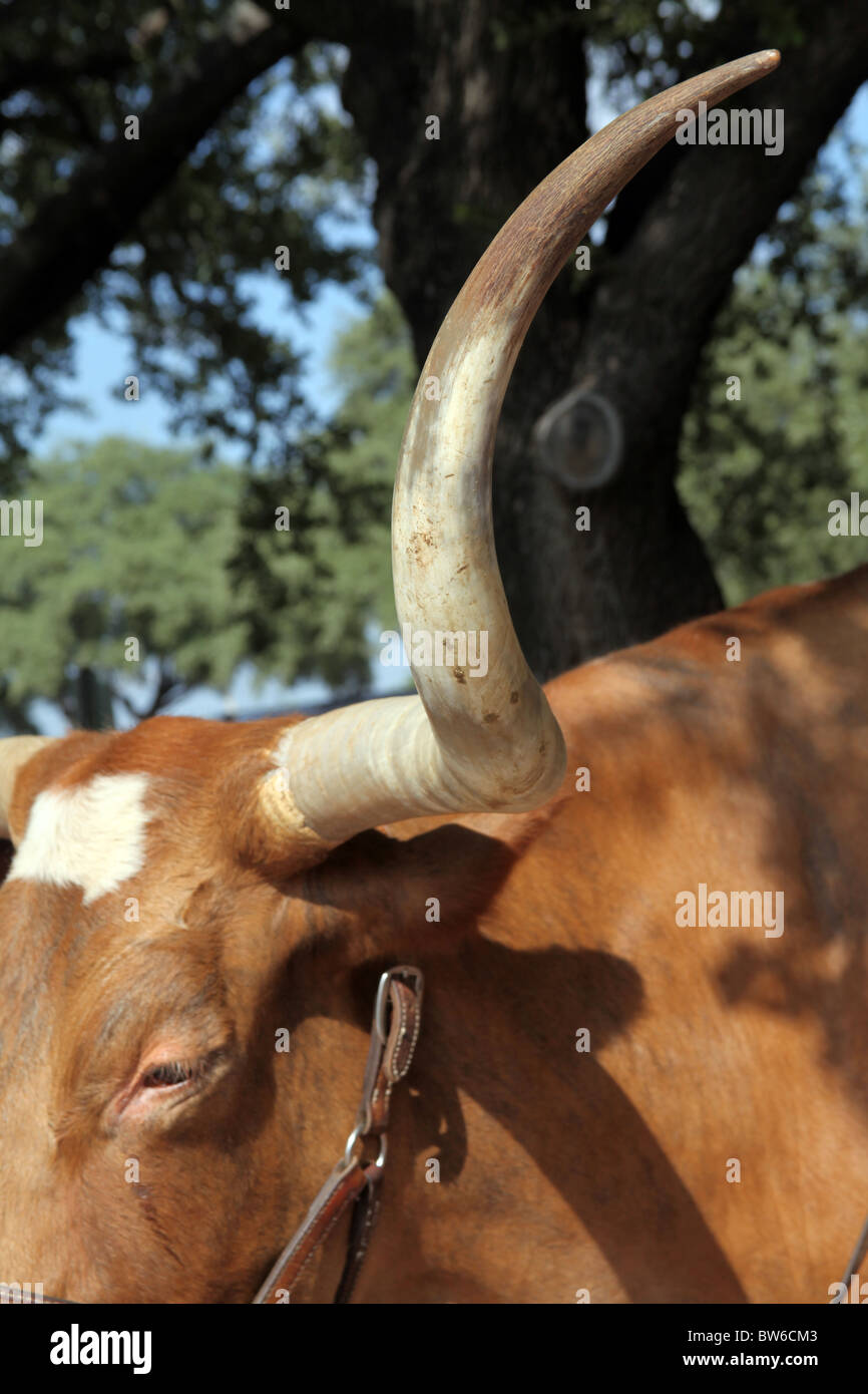 Texas longhorn cattle cowboys hi-res stock photography and images - Alamy
