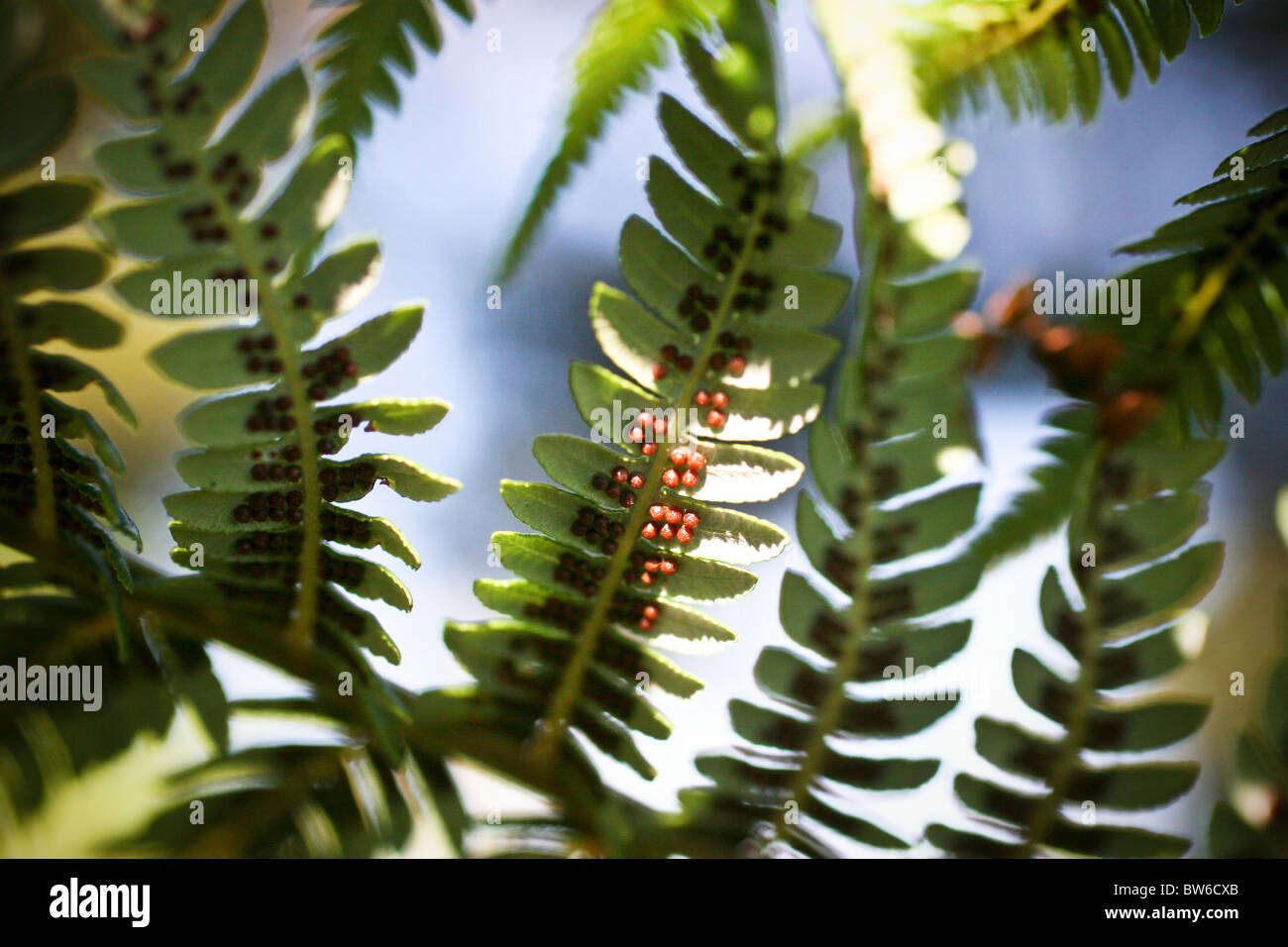 Fern Frond of Ponga Tree Fern, New Zealand Stock Photo - Alamy