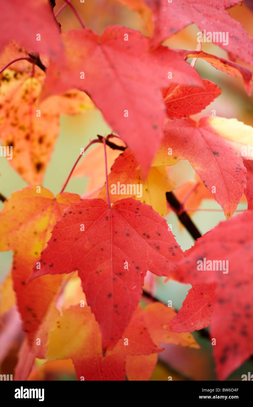 Acer rubrum tree hi-res stock photography and images - Alamy