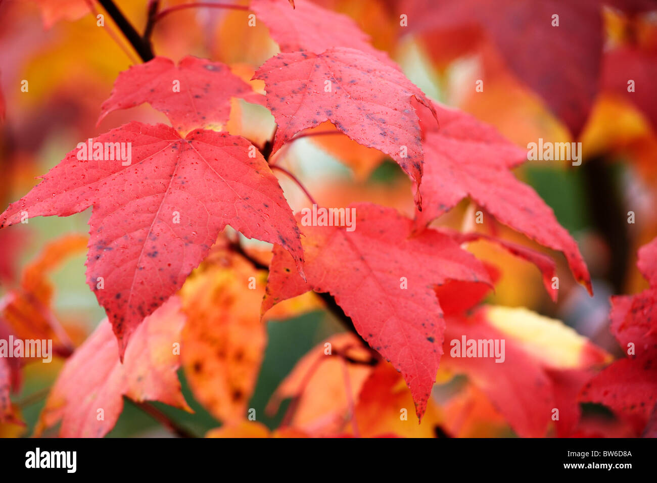 Acer rubrum showing autumn colour Stock Photo - Alamy