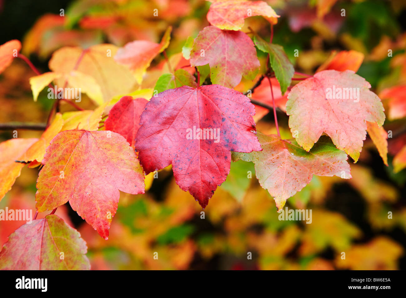 Acer rubrum tree hi-res stock photography and images - Alamy