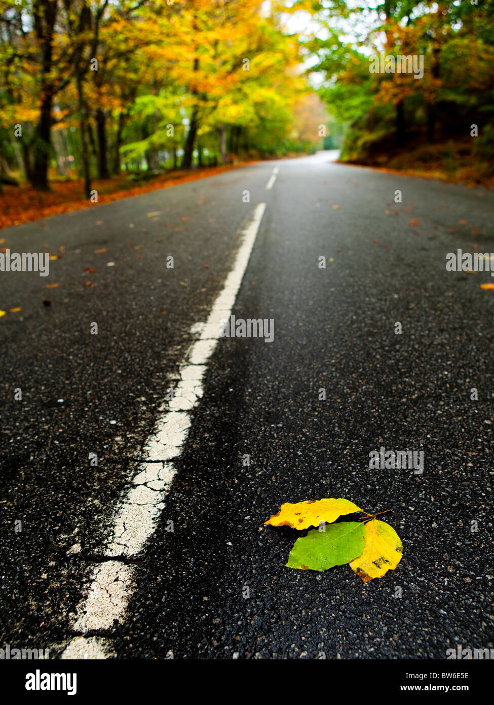 Beautiful road with some colored autumn leafs Stock Photo - Alamy