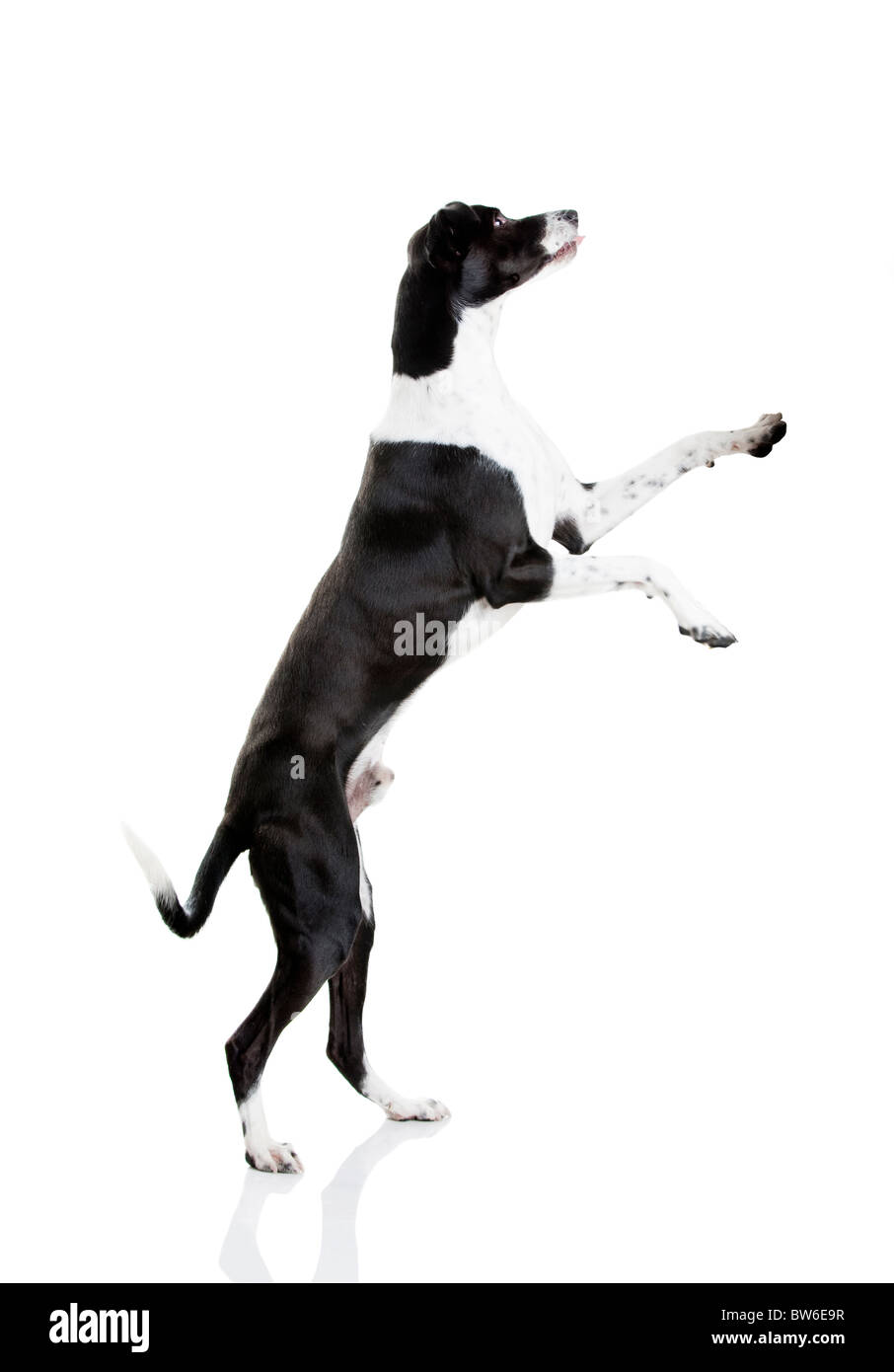 Beautiful mixed breed dog, standing over white background Stock Photo ...