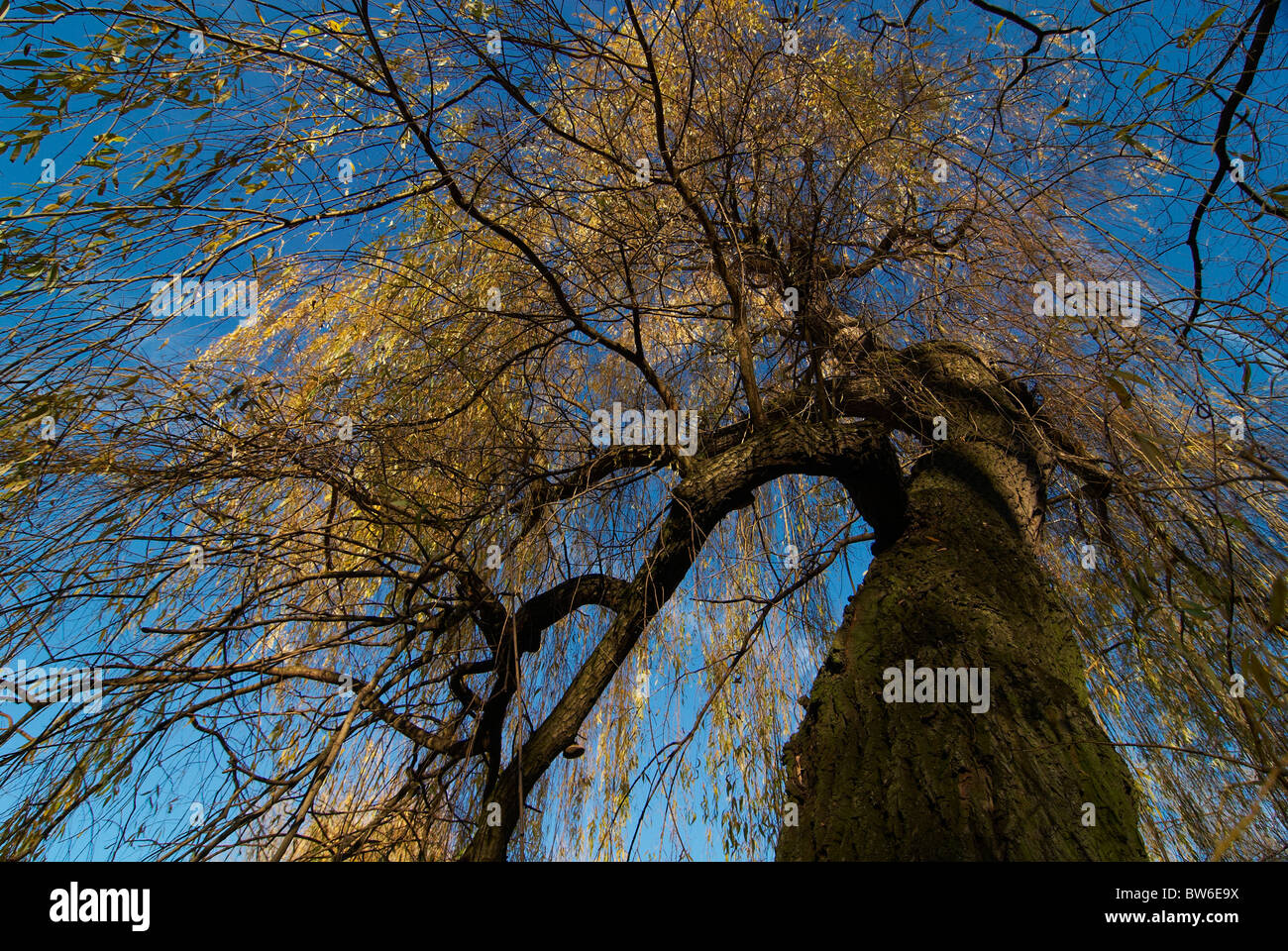 Trees in fall colors, forest in autumn Stock Photo - Alamy