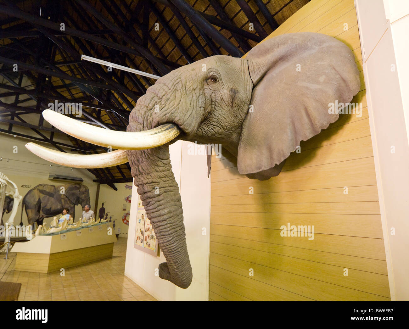 Letaba Rest Camp Elephant Museum Kruger National Park South Africa ...