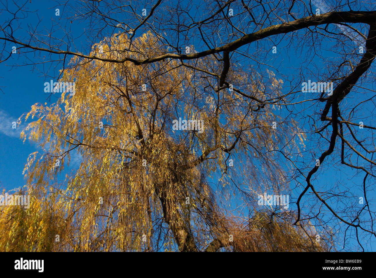 Trees in fall colors, forest in autumn Stock Photo - Alamy