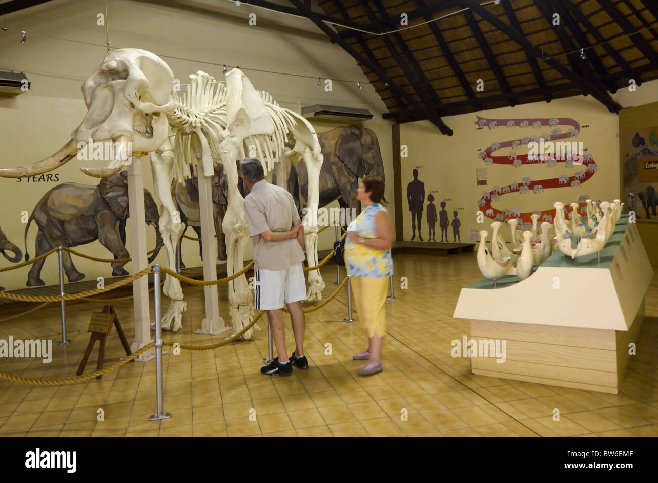 Letaba elephant hall hi-res stock photography and images - Alamy