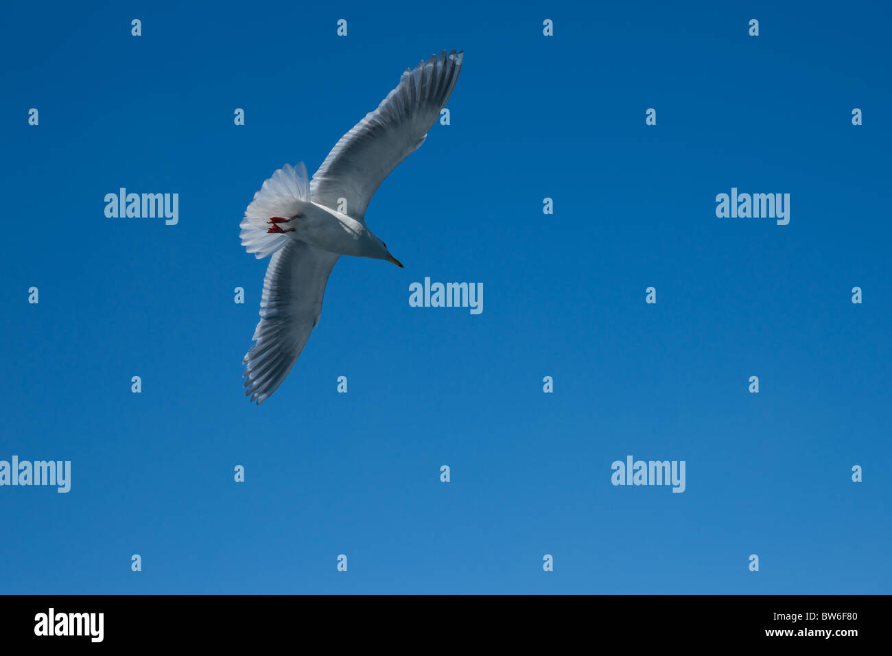 Seagull in Flight forward on a clear blue sky Stock Photo - Alamy