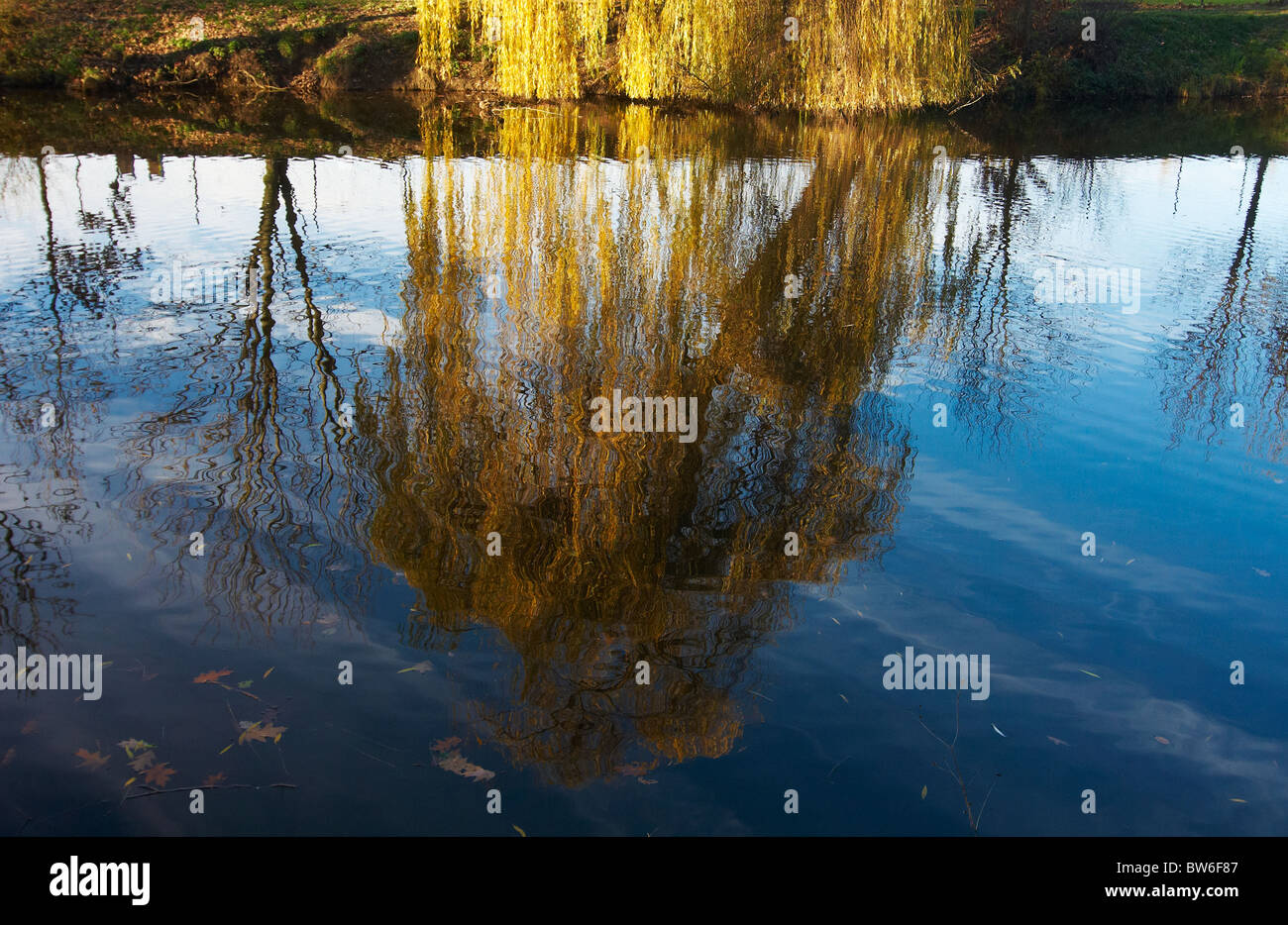 Trees in fall colors, forest in autumn Stock Photo - Alamy