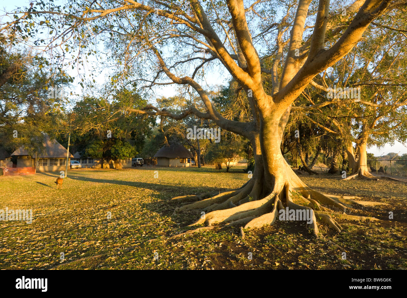 Letaba Rest Camp at sunrise, Kruger National Park, South Africa Stock ...