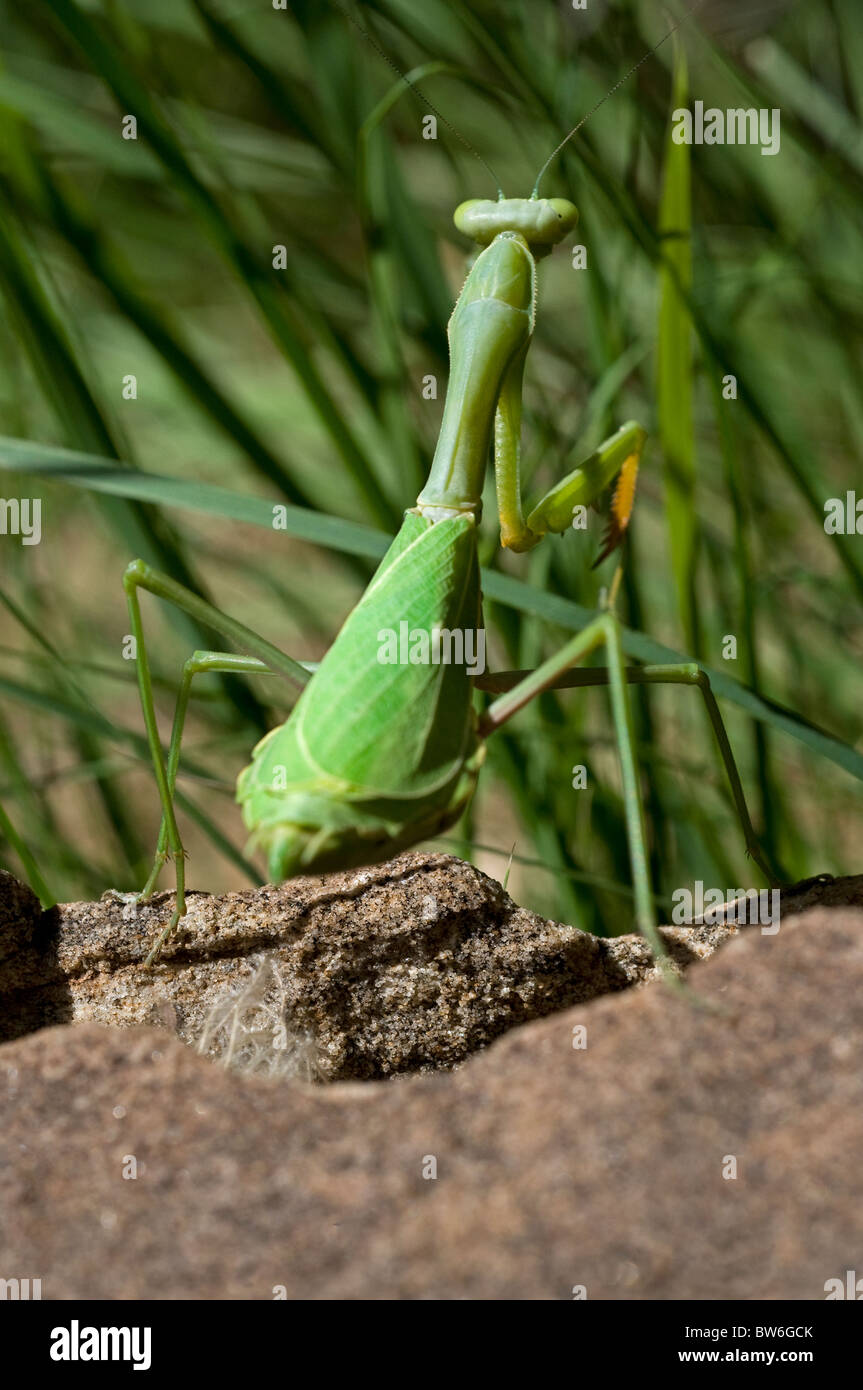 Green Preying Mantis Stock Photo - Alamy