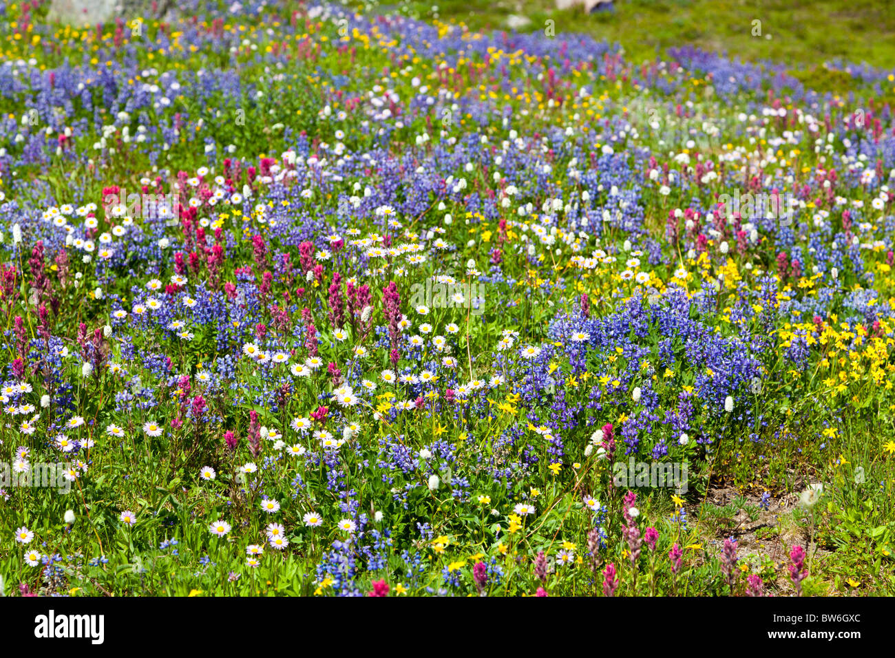 Flower meadows, Mount Rainier National Park, Washington, USA Stock ...