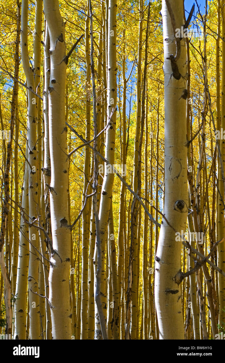 Colorful aspen fall foliage in New Mexico Stock Photo - Alamy