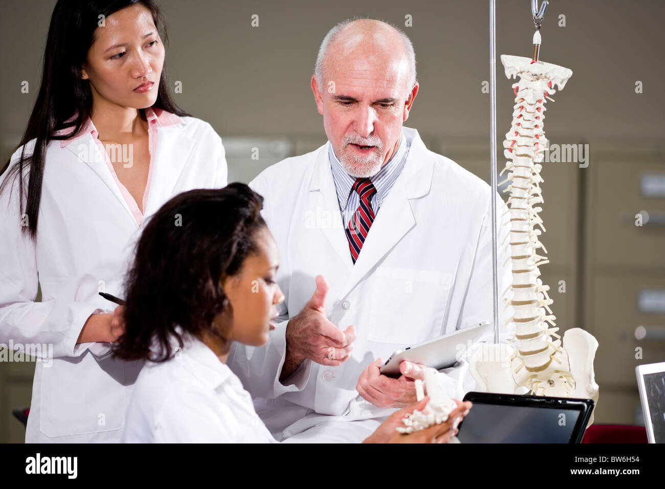 Medical team discussion, examining skeleton model Stock Photo - Alamy