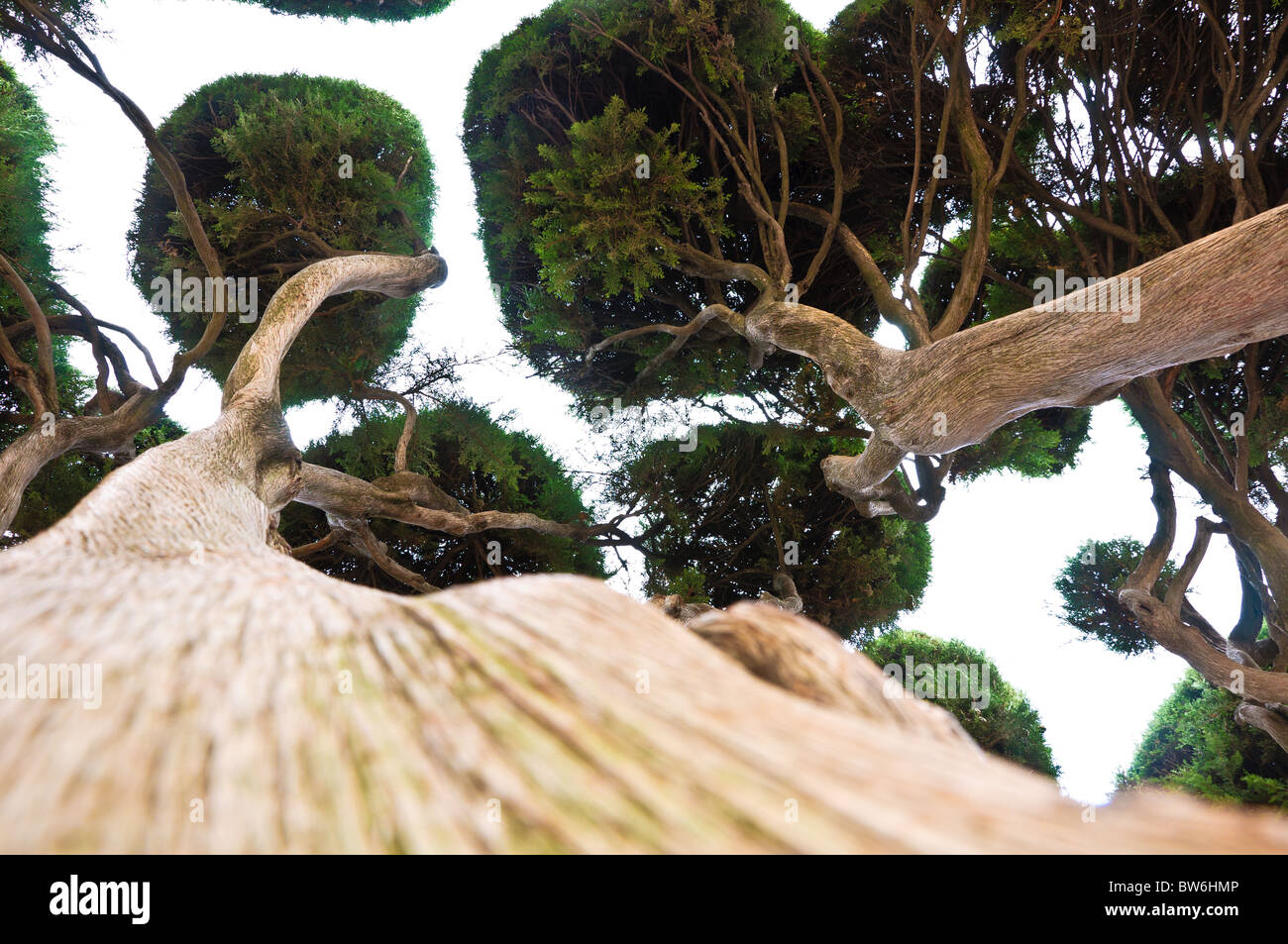 Inside a spherical cut tree looking towards the sky Stock Photo - Alamy