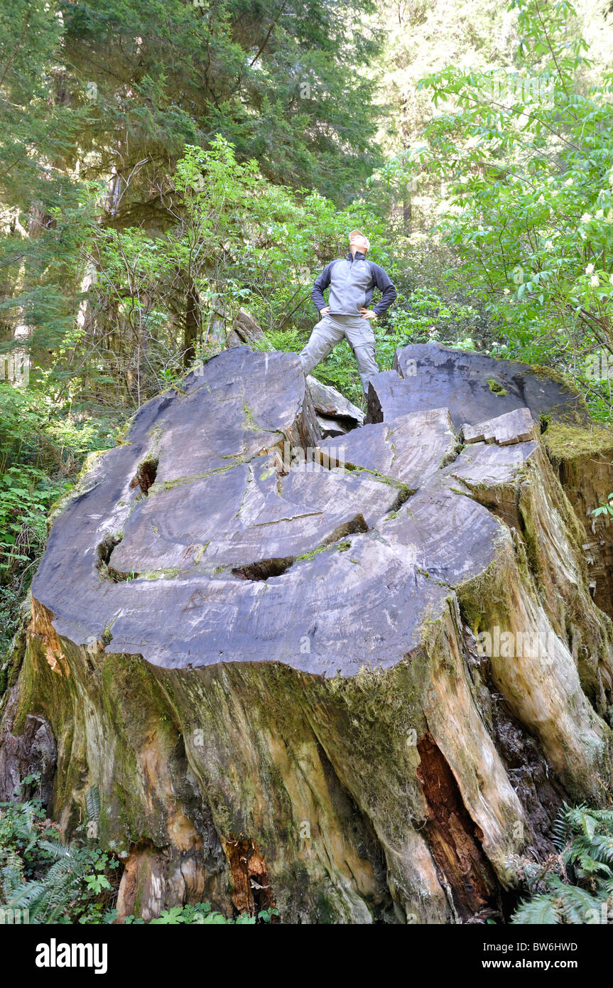 Man Standing At Giant Tree Trunk High Resolution Stock Photography and ...