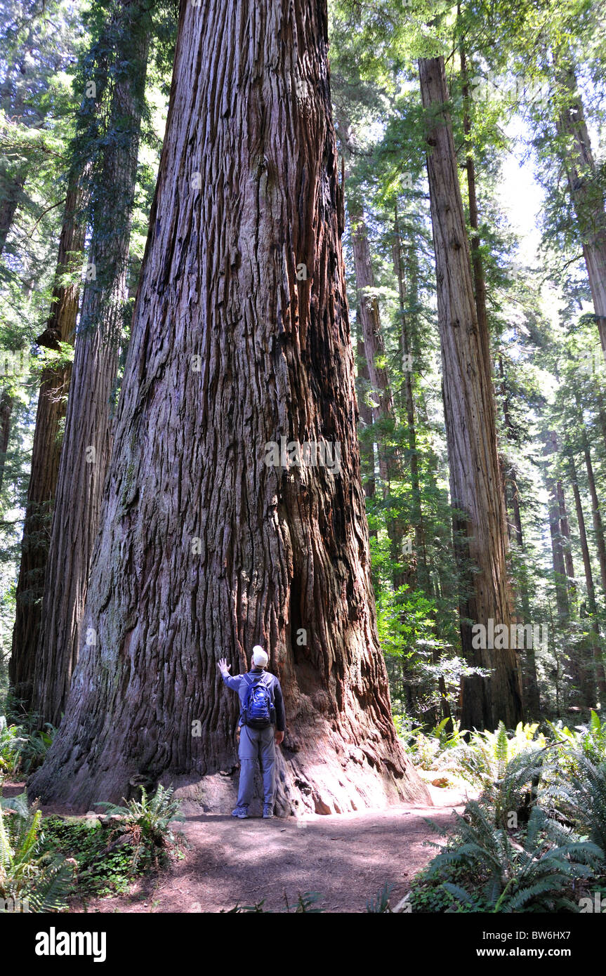 Redwoods National Park, California, USA Stock Photo - Alamy