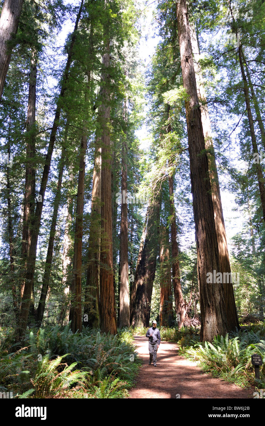 Redwoods National Park, California, USA Stock Photo - Alamy