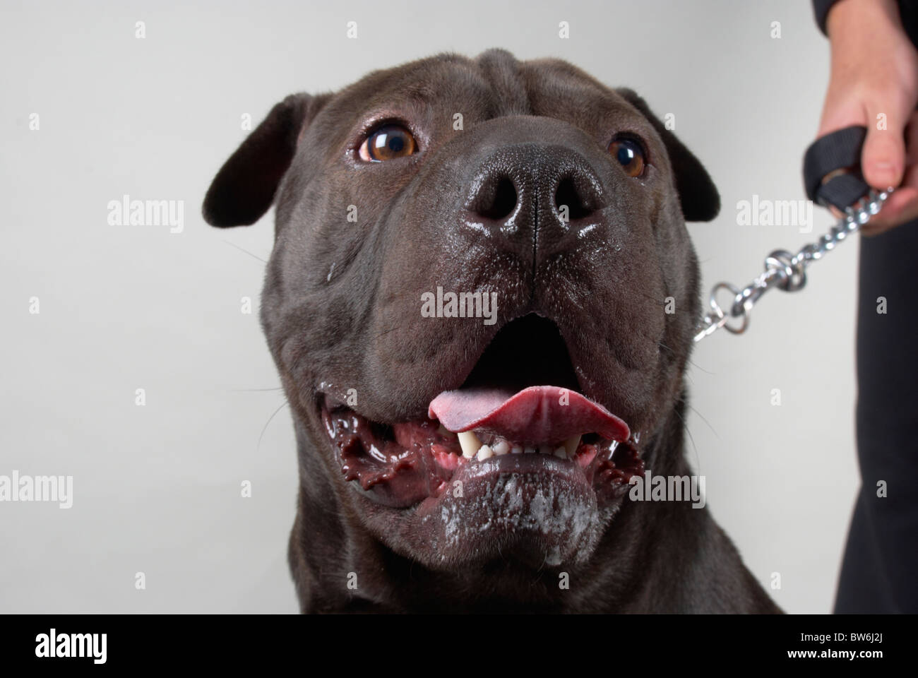Pit bull cross hi-res stock photography and images - Alamy