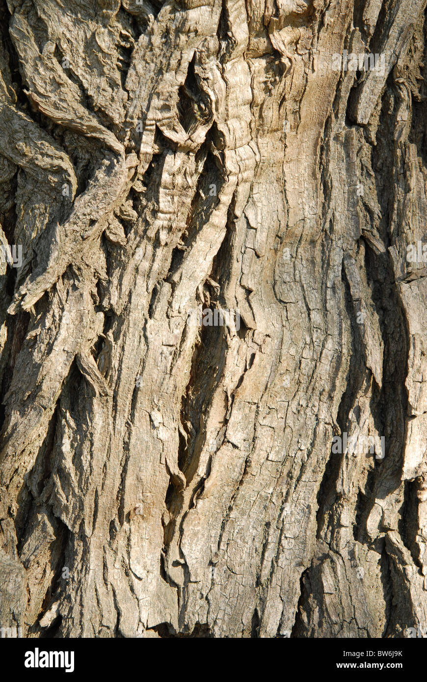 Rough willow bark hi-res stock photography and images - Alamy
