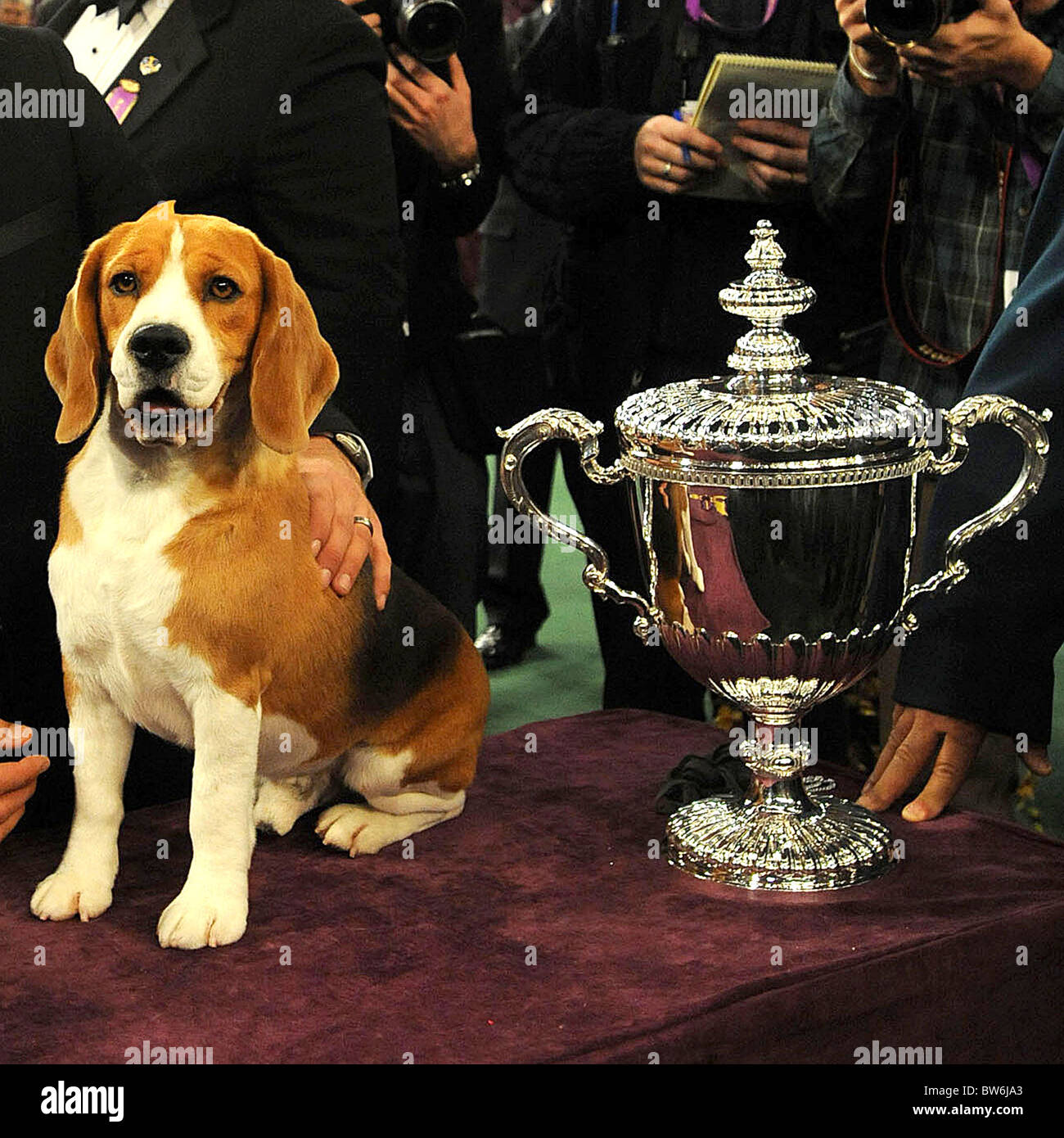 Beagle wins Best In Show at 132nd Westminster Kennel Club Annual Dog ...
