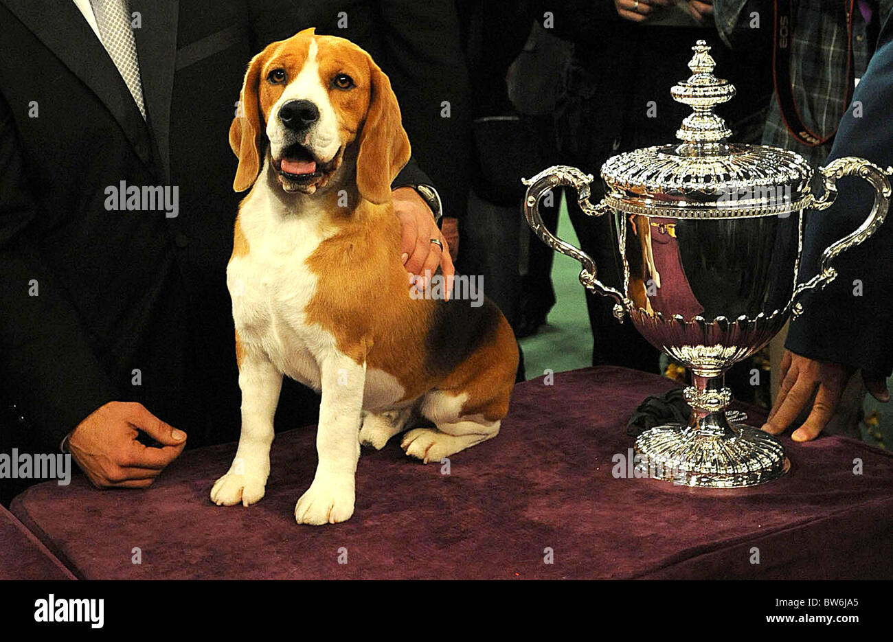 Beagle Dog Show at Norris Carrico blog