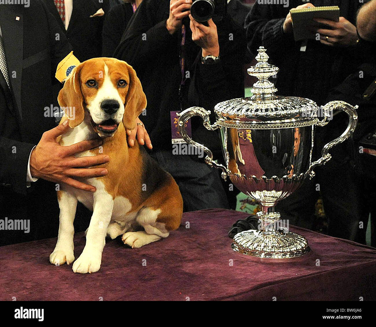 Beagle wins Best In Show at 132nd Westminster Kennel Club Annual Dog ...