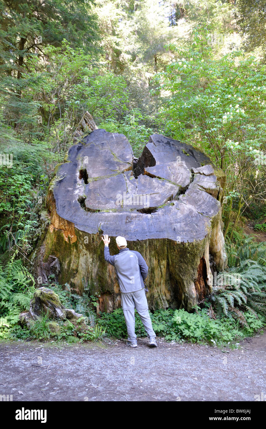 Redwood tree stump Stock Photo - Alamy