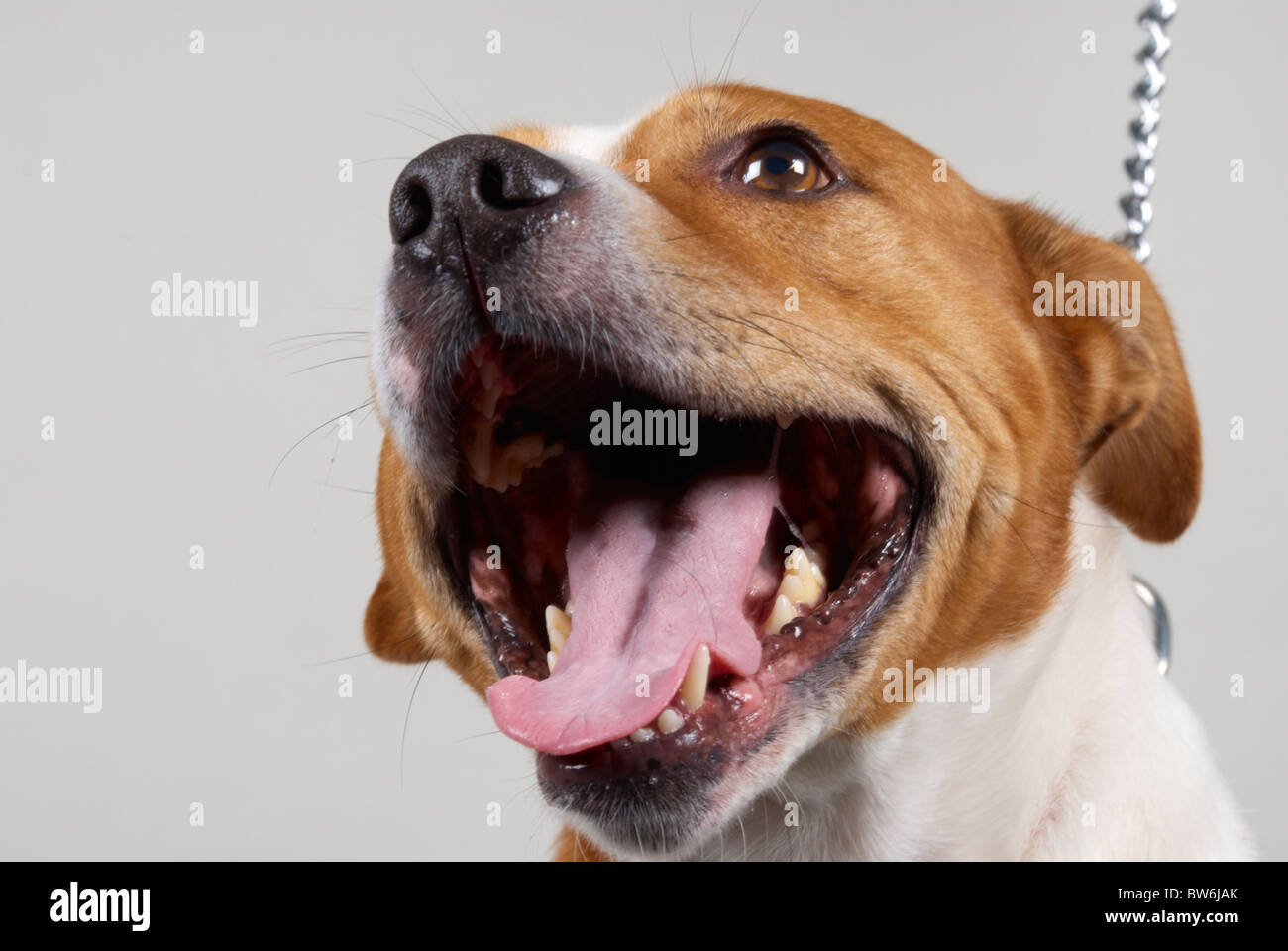 Staffy cross hi-res stock photography and images - Alamy